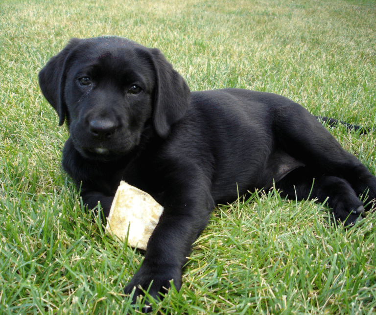 Dogs for Sale – The Farm